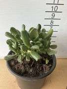 Three succulent plants - Hash Auctions