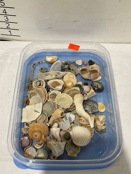 Collection of Assorted Seashells in Plastic Storage Box - Hash Auctions