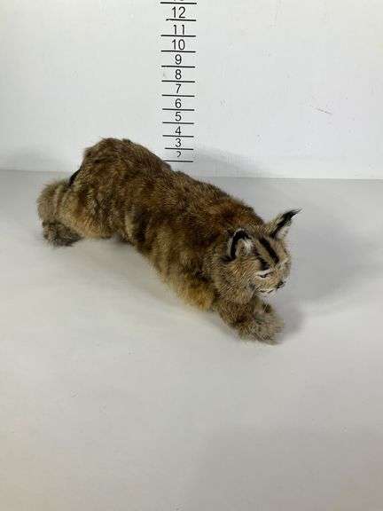 Taxidermy Bobcat Display Mount - Hash Auctions