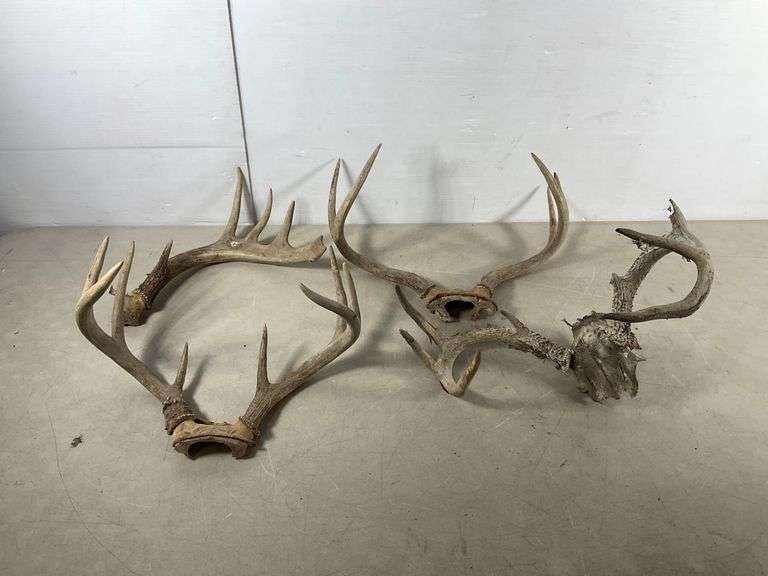 Grouping of Three Natural Deer Antler Shed Sets with Skull Portions ...
