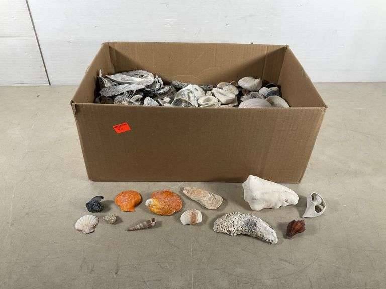 Collection of Assorted Sea Shells in a Cardboard Box - Hash Auctions