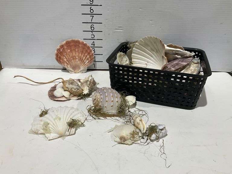 Seashells and Shell Assemblages with Grass Accents - Hash Auctions