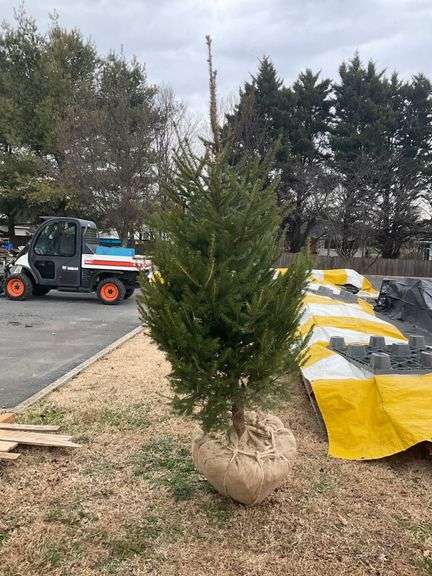 7’ Norway Spruce with Balled and Burlapped Root System,Suitable For ...