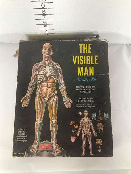 The Visible Man Anatomical Model Kit by Revell with Original Box (box ...