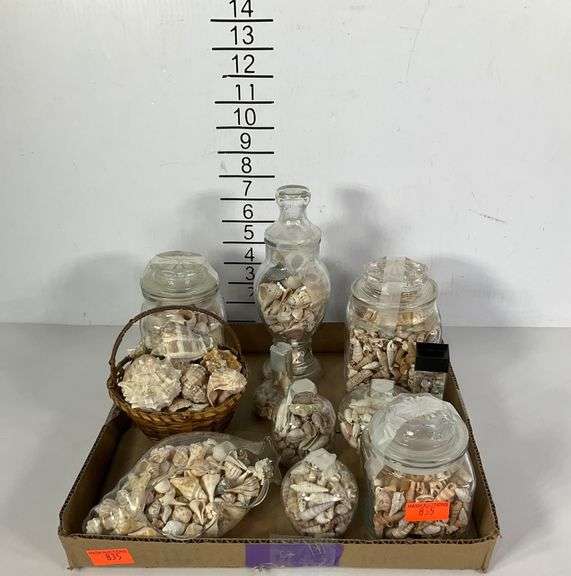 Assorted Seashells in Glass Jars and Basket - Hash Auctions