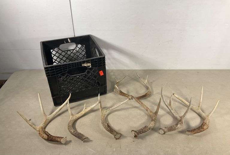 Assorted Deer Antlers with Black Plastic Crate, 4 Pairs - Hash Auctions