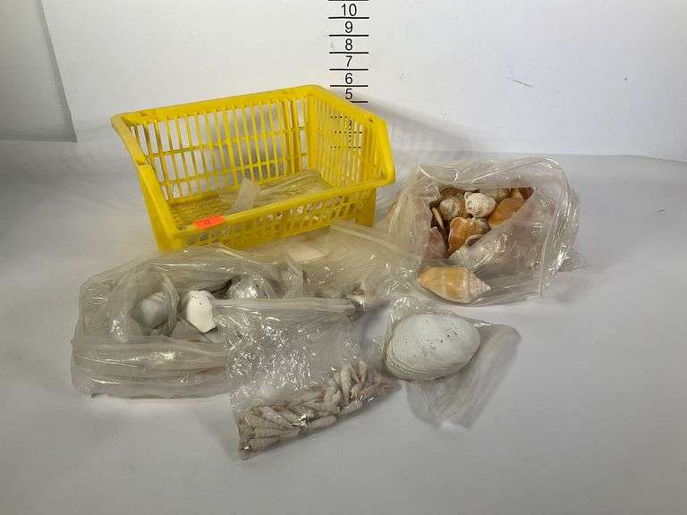 Collection of Seashells in Plastic Bags with Yellow Basket - Hash Auctions
