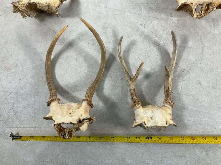 Six Deer Antler Skull Mounts - Hash Auctions