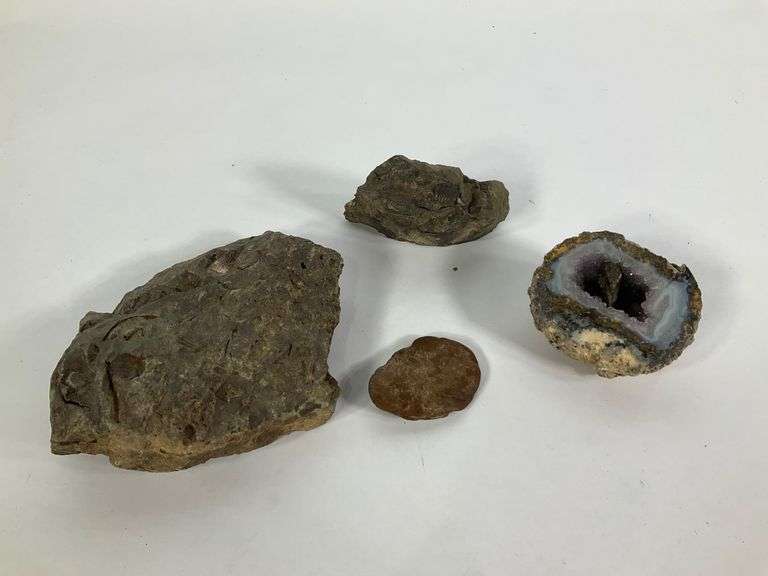 Collection of Fossil and Geode Specimens - Hash Auctions