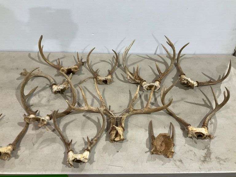 Skull-Mounted Antler Sets - Hash Auctions