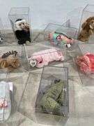12 Ty Beanie Babies in Plastic Display Cases - Hash Auctions