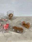 12 Ty Beanie Babies in Plastic Display Cases - Hash Auctions