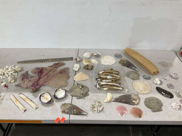Sea Shells, Coral, and Marine Artifacts Collection - Hash Auctions