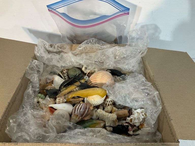 Sea Shells and Driftwood Collection in Box - Hash Auctions