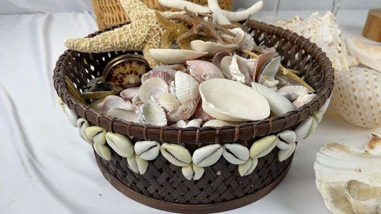 Large Seashell And Starfish Collection - Halfhill Auction Group