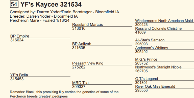 YF's Kaycee - Mt Hope Auction