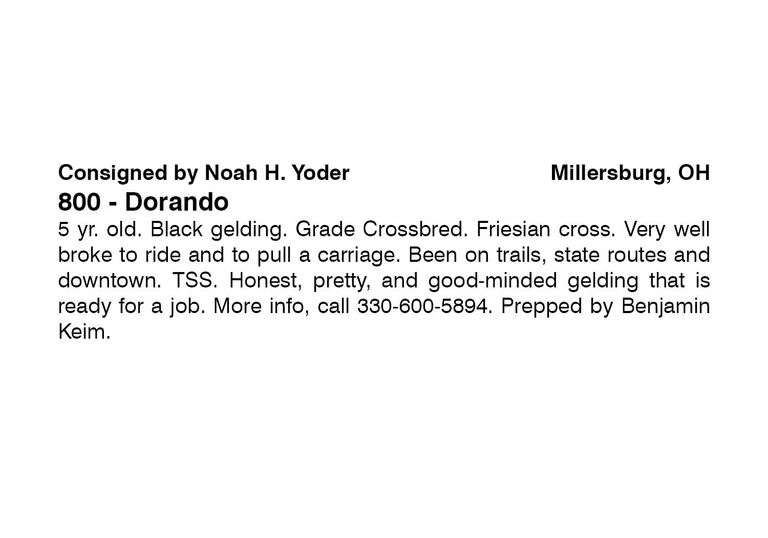 Dorando - Mt Hope Auction