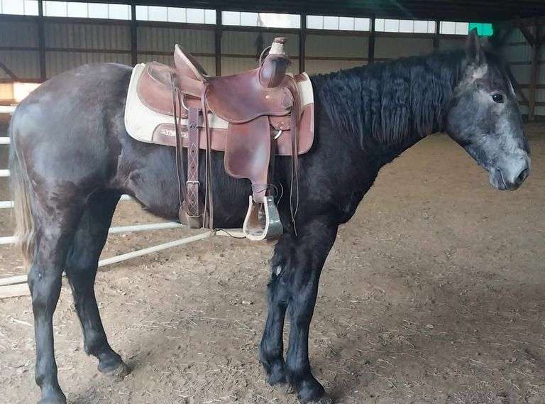 Bango - Mt Hope Auction