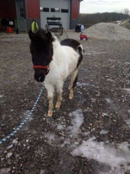Teddy - Mt Hope Auction