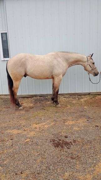 Boot Scoot M Champ - Mt Hope Auction