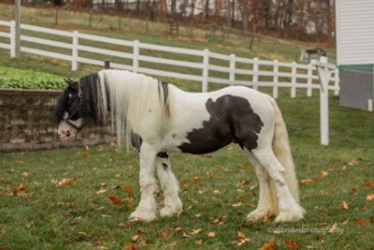 TWP Corwin - Mt Hope Auction