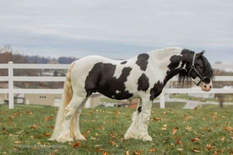 TWP Corwin - Mt Hope Auction