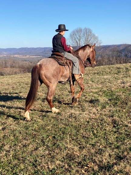 Big Shots Miss Peppy 5983342 - Mt Hope Auction