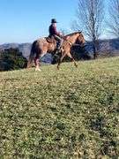 Big Shots Miss Peppy 5983342 - Mt Hope Auction