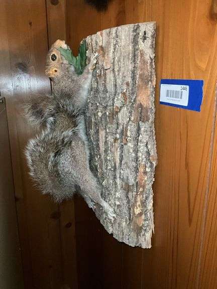 Mounted squirrel - Hurley Real Estate & Auctions