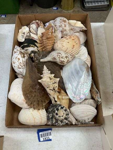 Seashells lot - Hurley Real Estate & Auctions