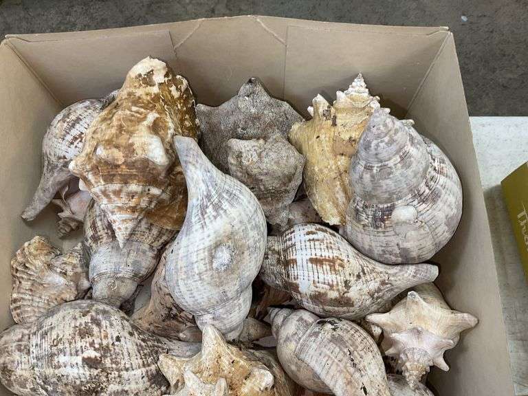Seashells lot - Hurley Real Estate & Auctions
