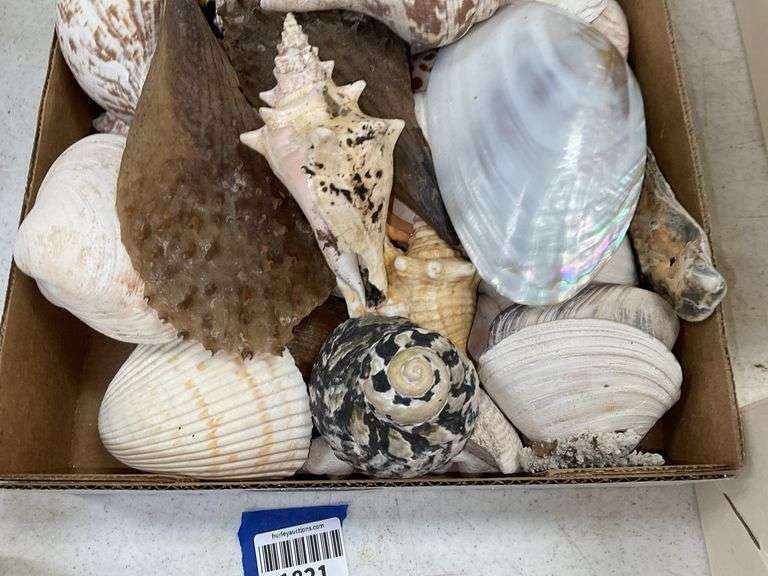 Seashells lot - Hurley Real Estate & Auctions