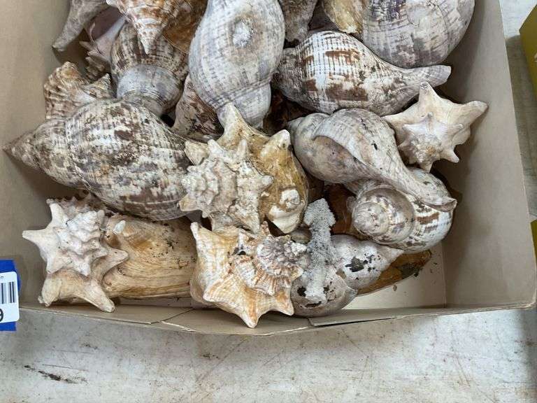 Seashells lot - Hurley Real Estate & Auctions