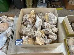 Seashells lot - Hurley Real Estate & Auctions