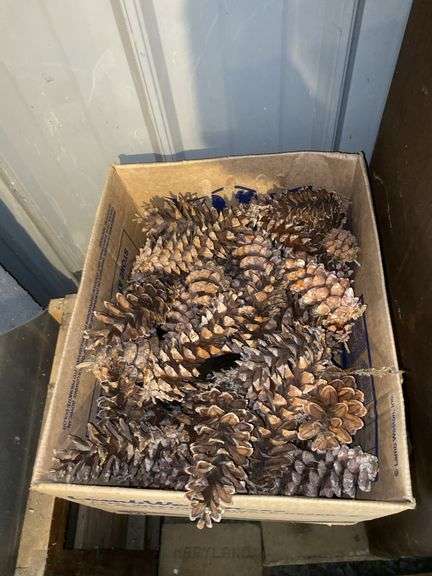 Bucket and box of pinecones - Hurley Real Estate & Auctions