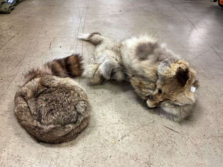 Coon skin hat and fur - Hurley Real Estate & Auctions