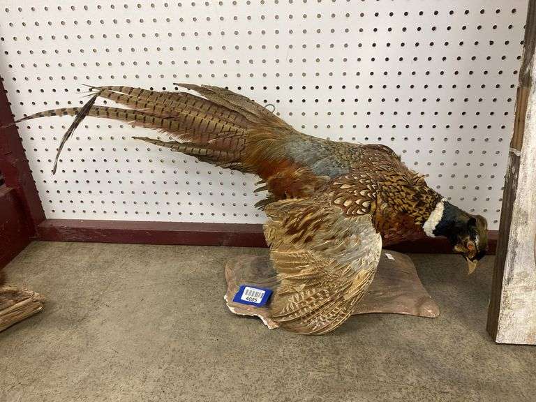 Ringneck pheasant rooster mount - Hurley Real Estate & Auctions