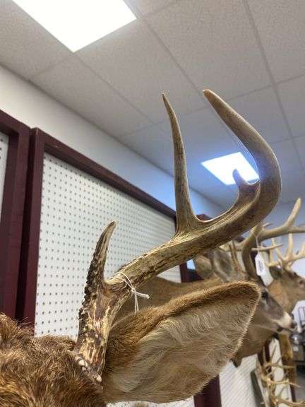 Whitetail buck mount 4x4 - Hurley Real Estate & Auctions