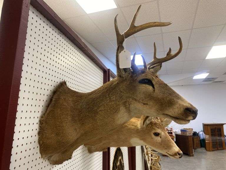 Whitetail buck mount 4x4 - Hurley Real Estate & Auctions