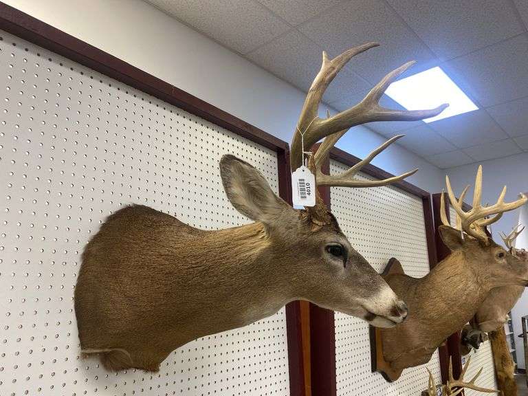 Whitetail buck mount 5x6 - Hurley Real Estate & Auctions