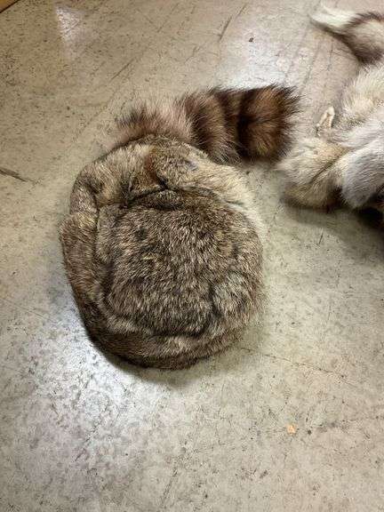 Coon skin hat and fur - Hurley Real Estate & Auctions
