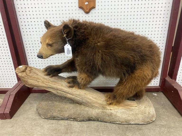 Full Body Bear Mount - Hurley Real Estate & Auctions