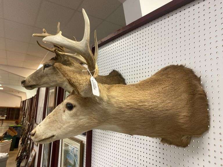 Whitetail buck mount 4x4 - Hurley Real Estate & Auctions