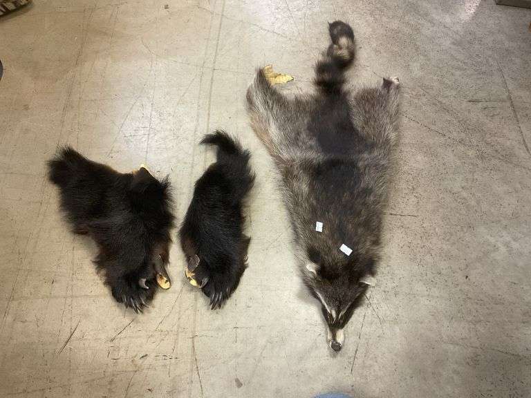 Coon fur and bear claws - Hurley Real Estate & Auctions