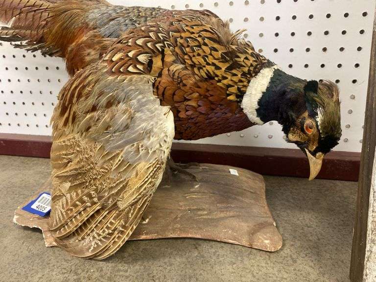Ringneck pheasant rooster mount - Hurley Real Estate & Auctions