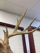 Whitetail buck mount 5x6 - Hurley Real Estate & Auctions