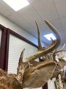 Whitetail buck mount 4x4 - Hurley Real Estate & Auctions