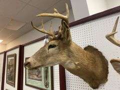 Whitetail buck mount 4x4 - Hurley Real Estate & Auctions