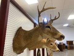 Whitetail buck mount 4x4 - Hurley Real Estate & Auctions