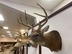 Whitetail buck mount 5x6 - Hurley Real Estate & Auctions